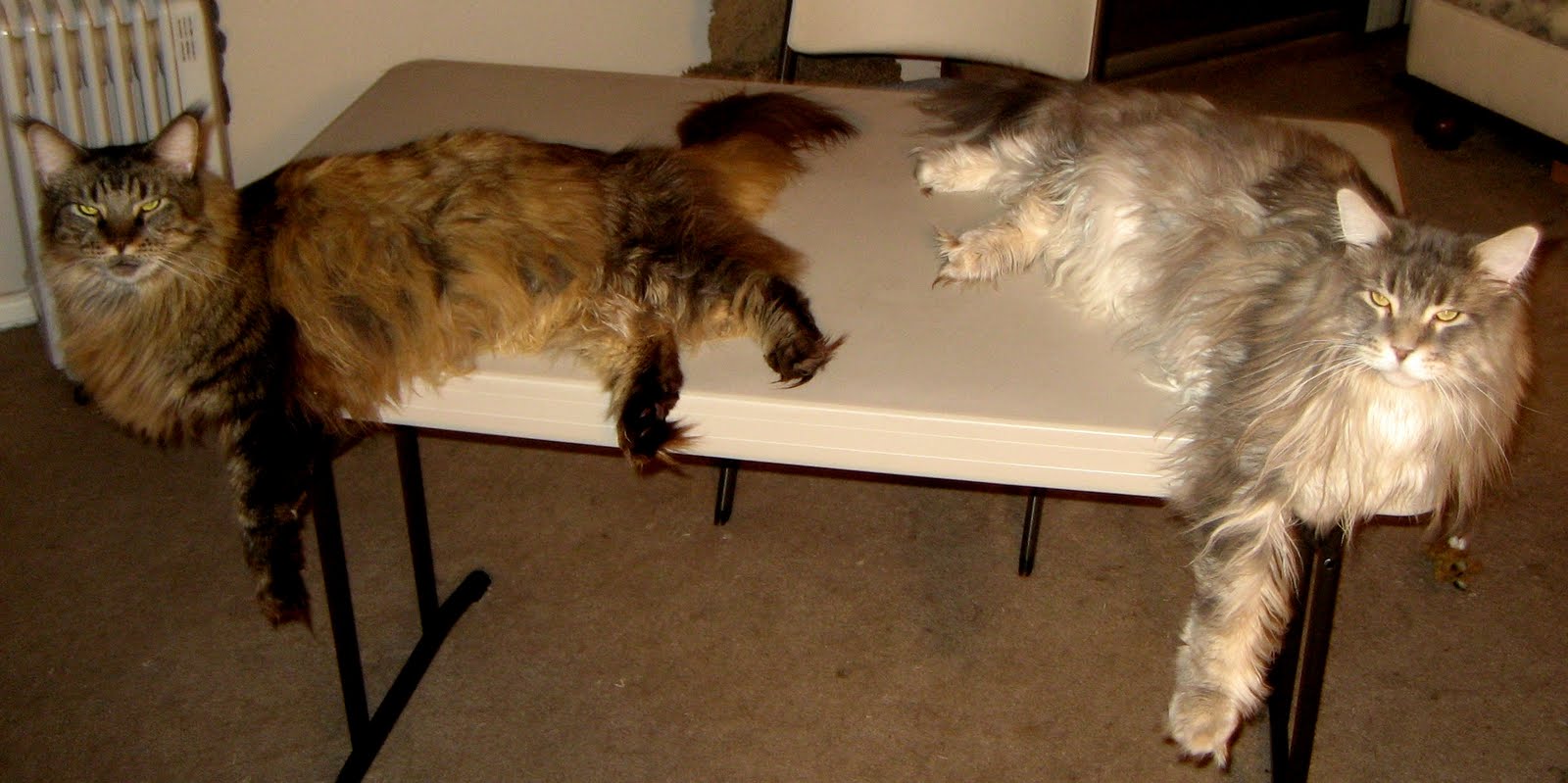 WOYWW & WW: A Tale Of Two Cats | Create With Joy